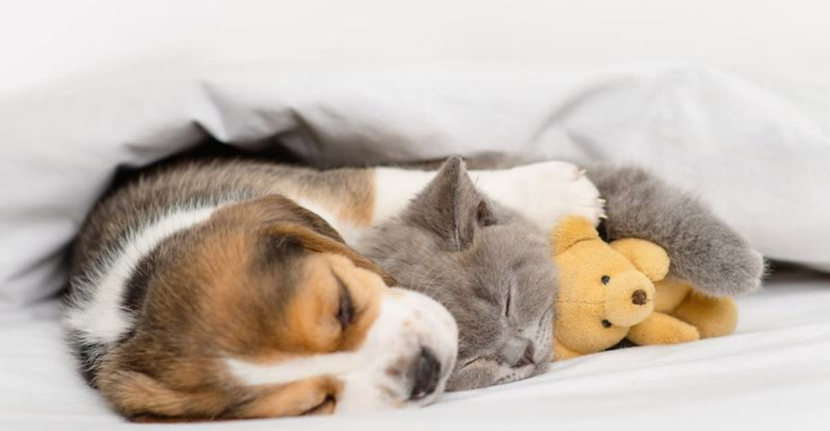 20 Dog Breeds That Are Too Energetic for Most Owners: High-Octane ...