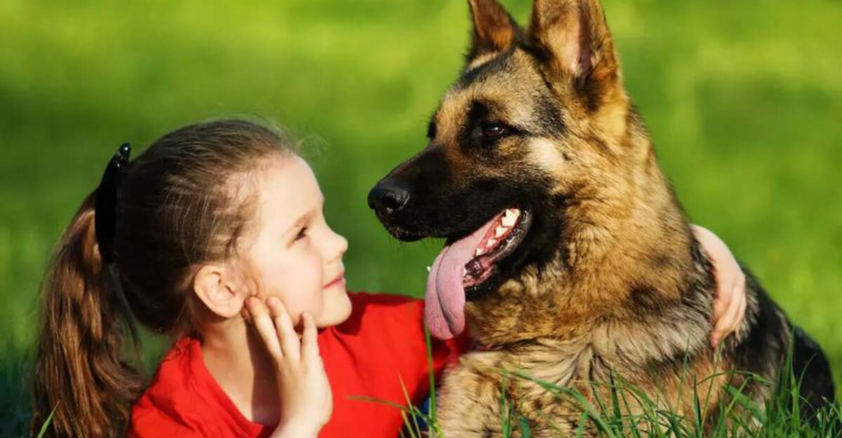12 Things You Need To Know About The Miniature German Shepherd