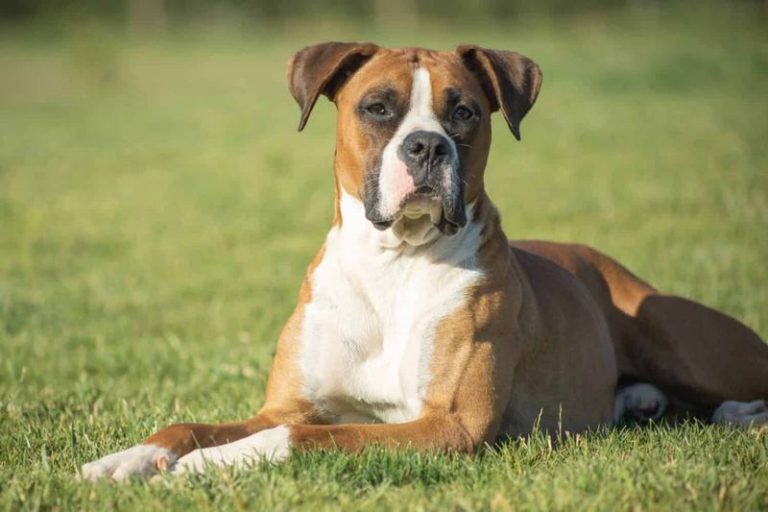Meet the 15 Most Protective Dog Breeds That Stand Between You and Danger