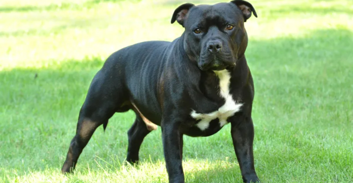 Meet the 17 Most Muscular Dog Breeds on the Planet