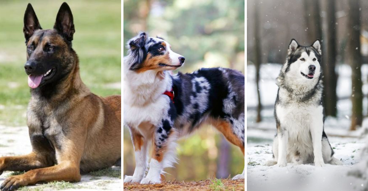 Love German Shepherds? You’ll Be Obsessed With These 19 Similar Breeds