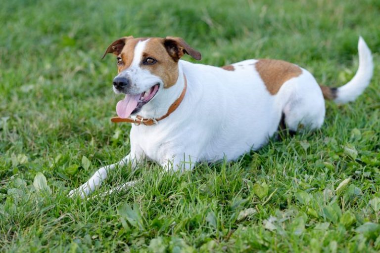 7 New Dog Breeds That Recently Got Recognized by the American Kennel ...