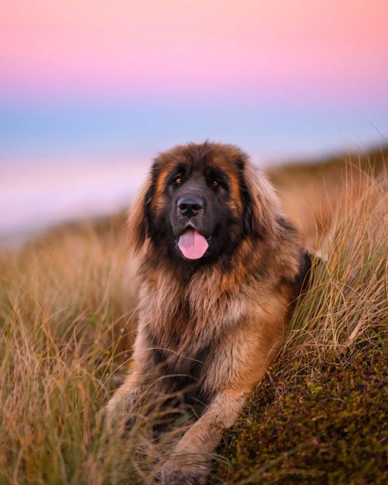 15 Massive Dog Breeds That Outsize Wolves and Redefine What It Means to ...