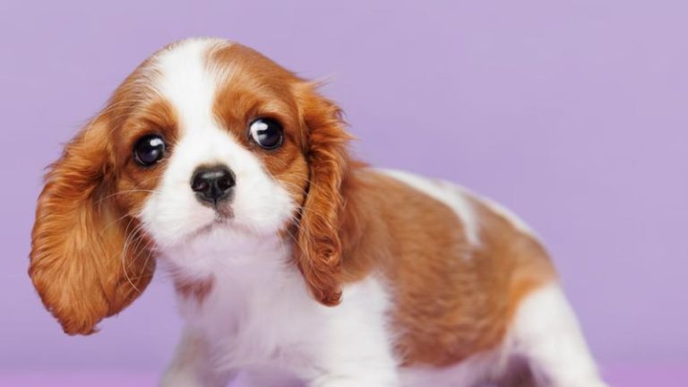 10 Adorable Dog Breeds That Look Like Puppies Forever