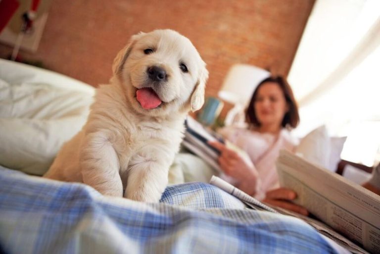 25 Puppy-Raising Hacks Every New Dog Parent Needs to Know