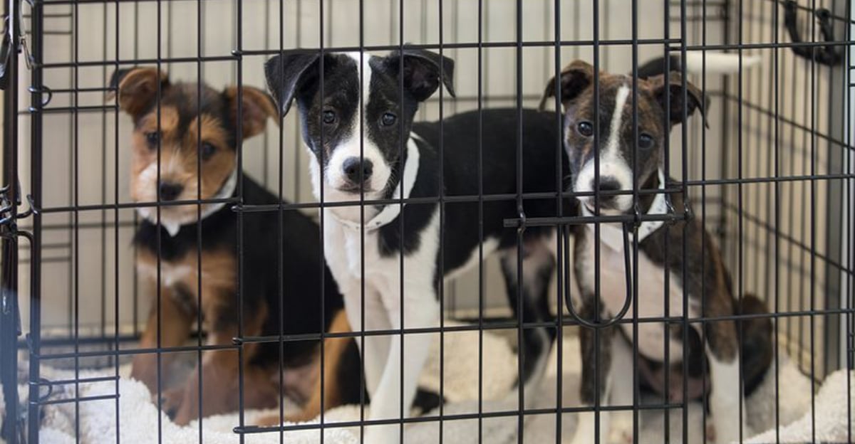 Adopting a Shelter Dog? Avoid Regret With These 12 Must-Know Adoption Tips