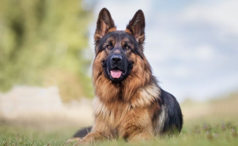 Meet the Top 9 Family-Friendly Guard Dogs That Won't Let You Down