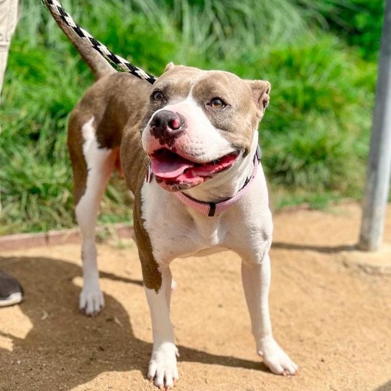 10 Dog Breeds with a Reputation for Biting (and the Real Reasons Why)