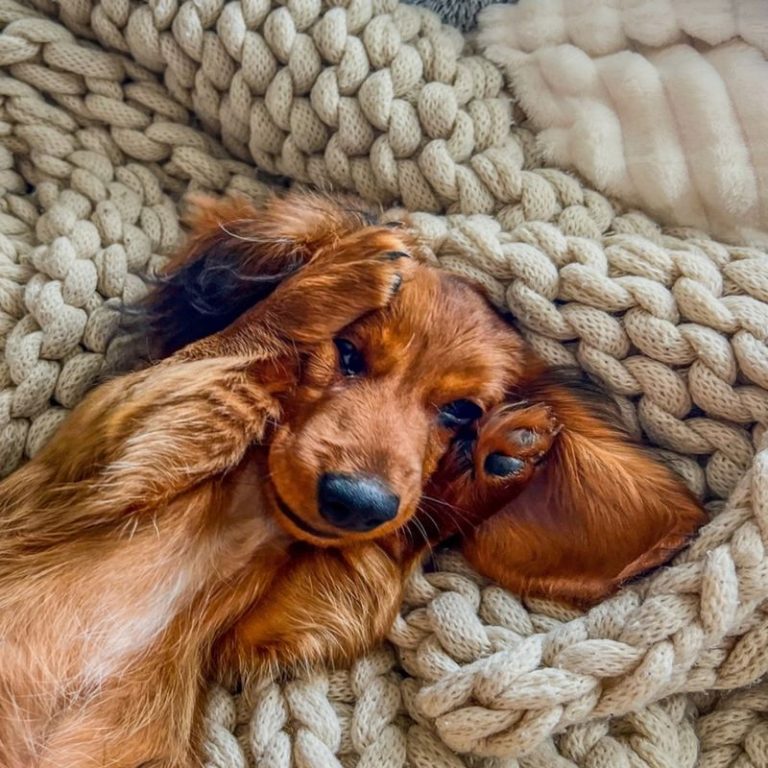6 Reasons Mini Dachshunds Are Amazing (and 6 Reasons They're a Challenge)