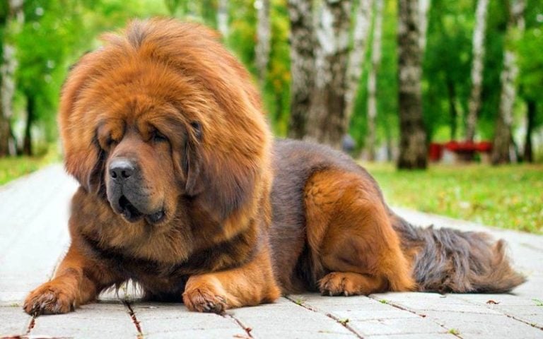 17 of the World's Most Expensive Dog Breeds—And Why They're Worth Every ...