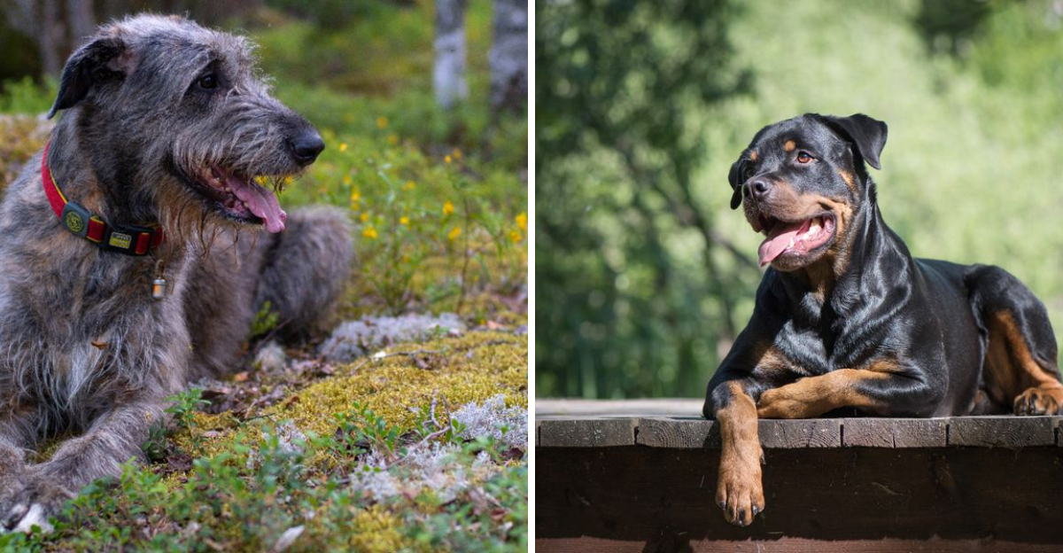 Meet the 11 Gentle Giants of the Dog World (Plus 7 Fierce Protectors ...