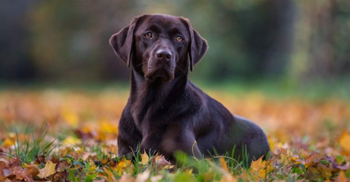 Meet the Top 9 Family-Friendly Guard Dogs That Won't Let You Down