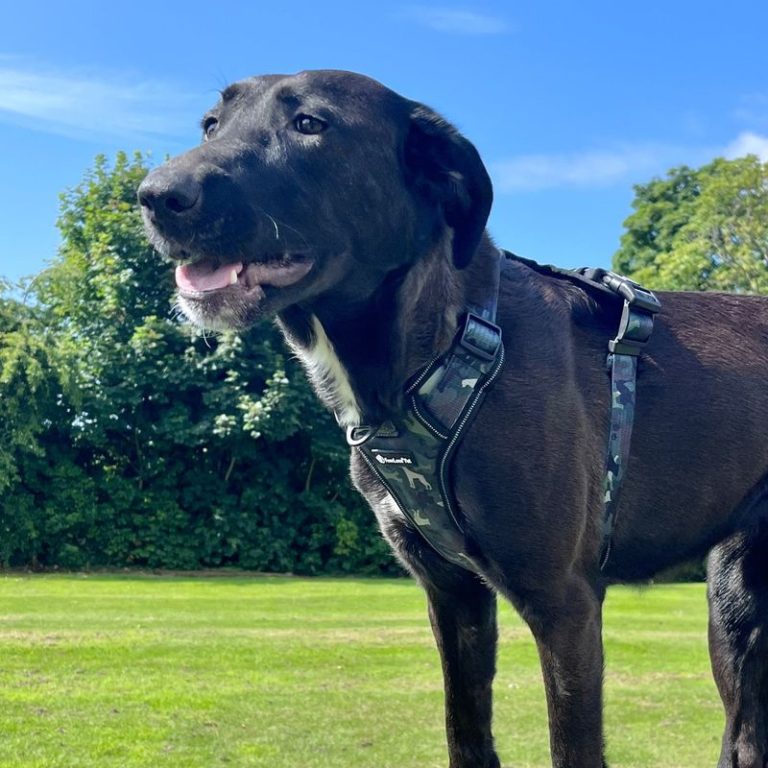 Tug of War? 7 Vet-Approved Ways to Stop Your Dog Pulling on Walks