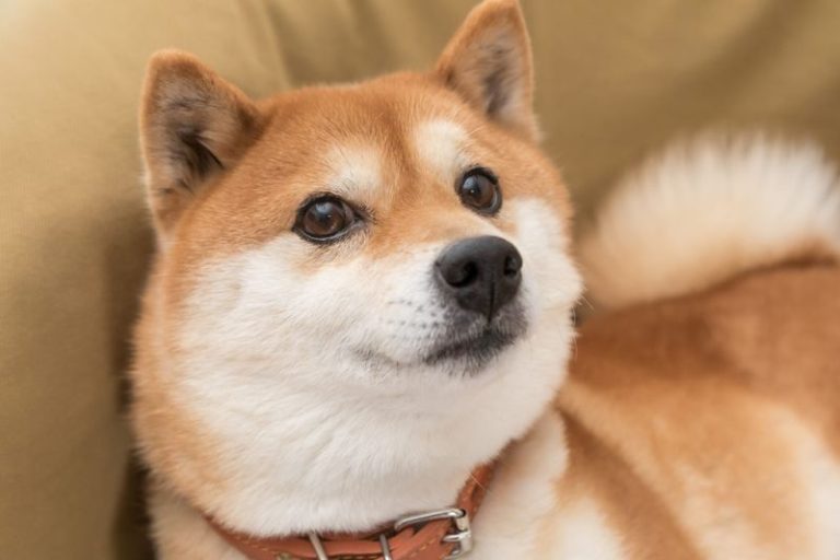 We Ranked 15 Cutest Dog Breeds That'll Melt Your Heart Instantly