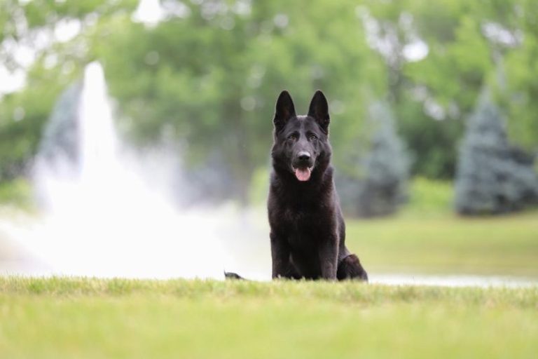 Meet the 15 Most Protective Dog Breeds That Stand Between You and Danger