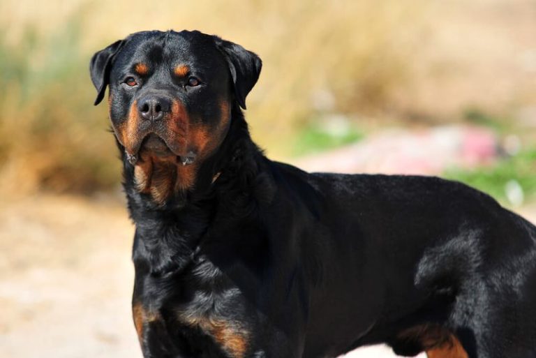 Meet the 15 Most Protective Dog Breeds That Stand Between You and Danger