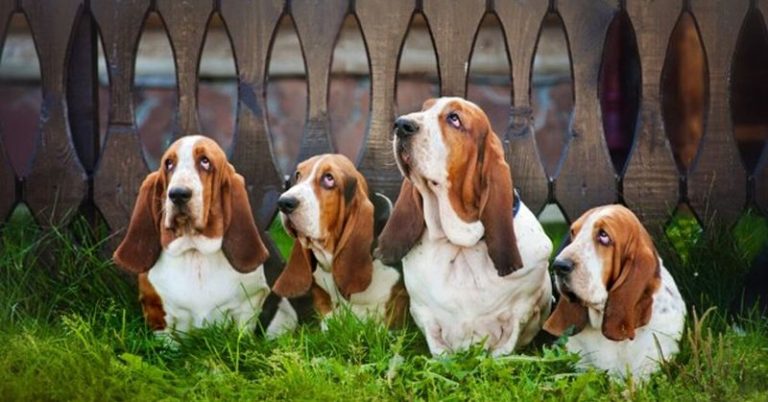 20 Laid-Back Dog Breeds That Never Lose Their Cool and Stay Calm in Any ...