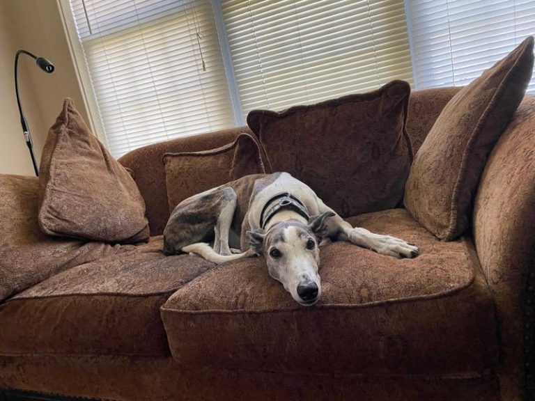 The 10 Best Chill Dog Breeds for People Who’d Rather Nap Than Jog