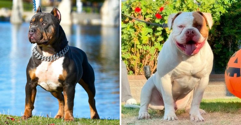 Meet the 150-Pound Bully and 9 Other Biggest Pit Bull Dogs