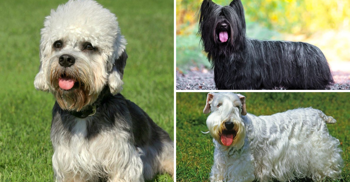 These 17 Dog Breeds Were Once Hugely Popular—Now They're Shockingly ...