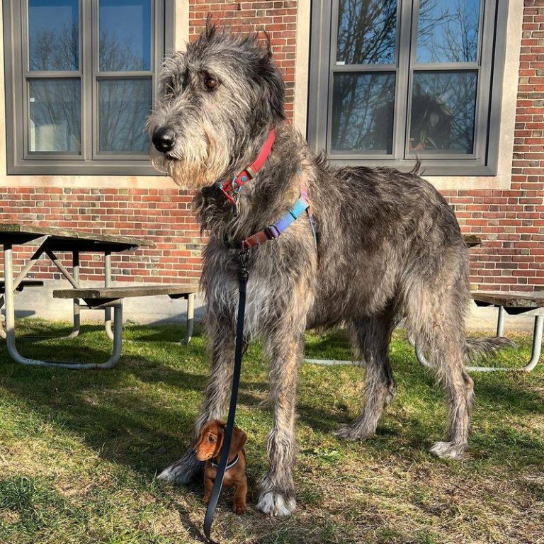 15 Massive Dog Breeds That Outsize Wolves and Redefine What It Means to ...