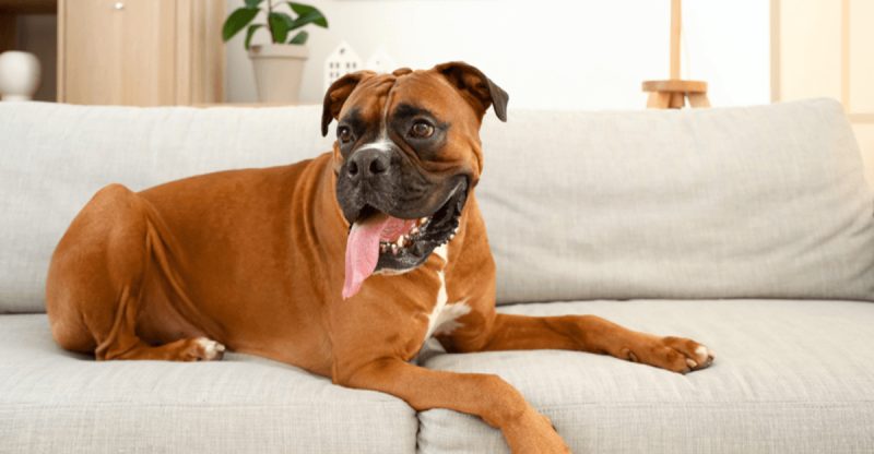 25 Brachycephalic Dog Breeds and Their Unique Traits