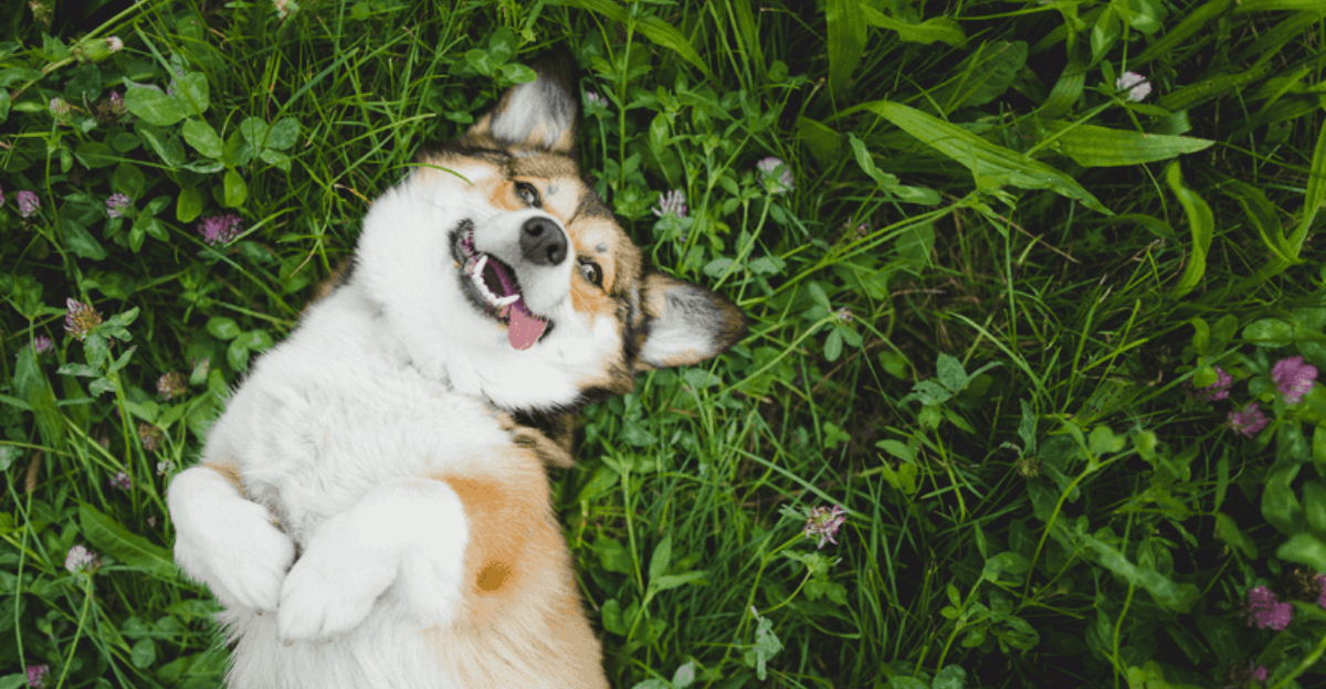 10 Things Dogs Do Better Than You (And They're Not Even Trying)