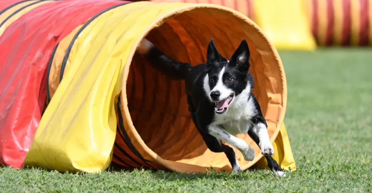 13 Dog Breeds That Require Special Training (In Addition To Normal ...