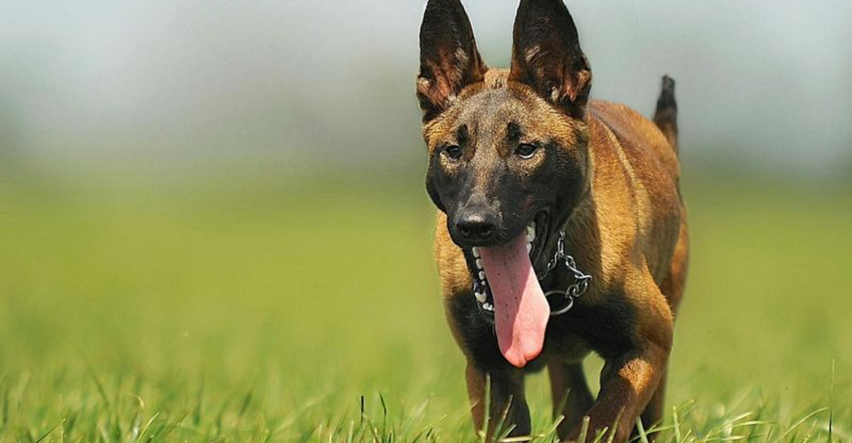 13 Dog Breeds with the Strongest Natural Instincts