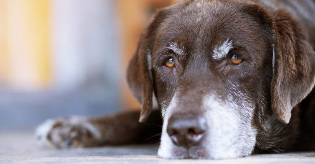 13 Heartfelt Ways Dogs Say Goodbye Before They're Ready To Move On To A ...