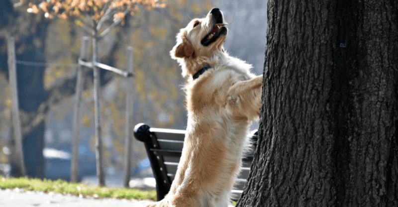 17 Bad Dog Behaviors And How You Can Correct Them