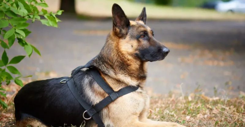12 Things You Need To Know About The Miniature German Shepherd