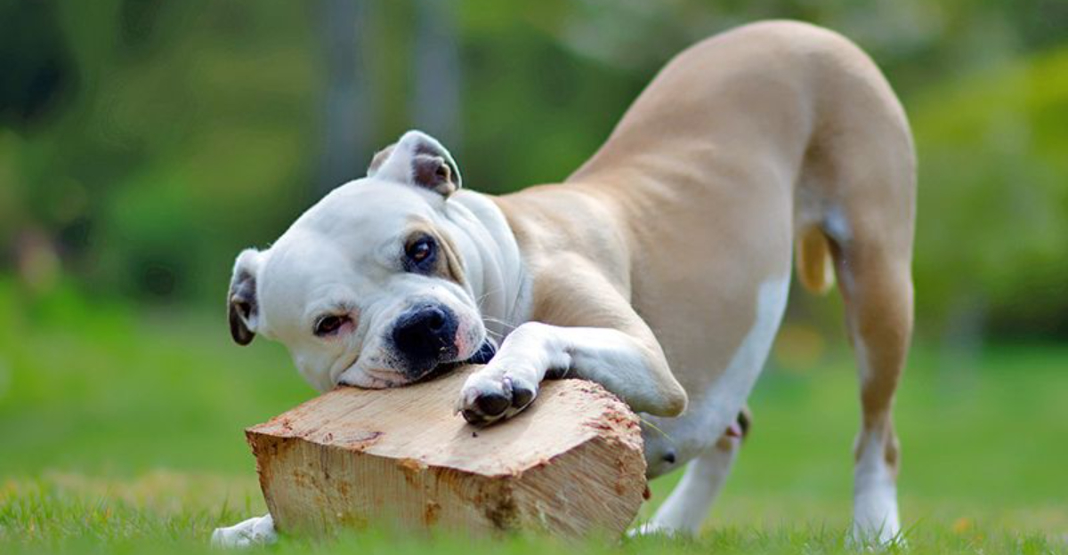 15 Dog Breeds That The USA Might Ban Soon—Check To See If Your Dog Is ...
