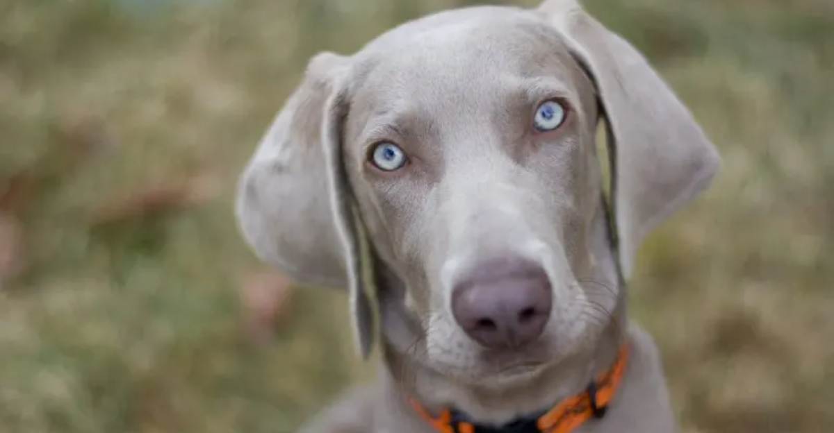 15 Shades of Grey Dogs, Each More Beautiful Than the Last
