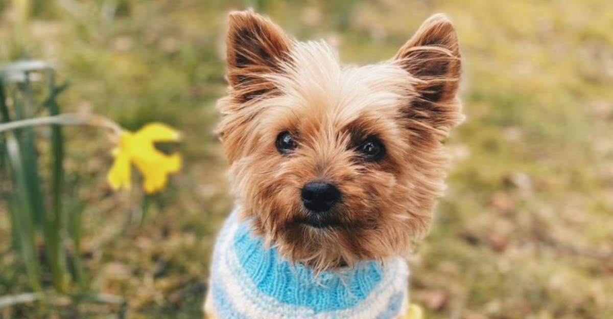 15 Small-Space Dog Breeds That Make Perfect Companions