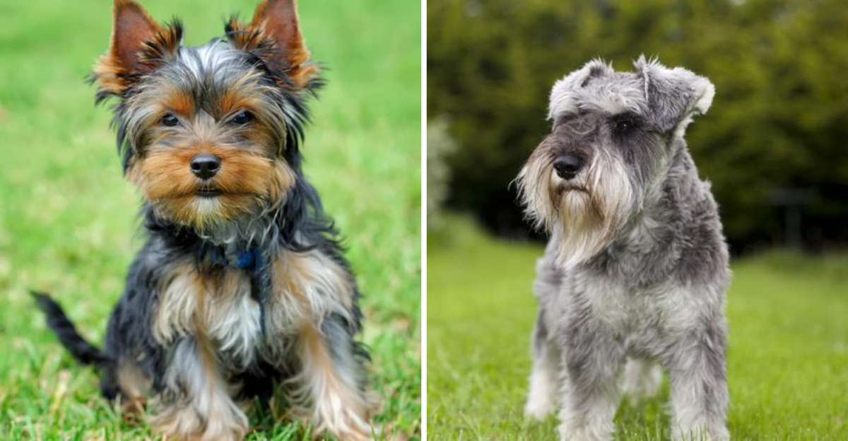 15 Surprisingly Long-Lived Dog Breeds You'll Want to Adopt Today