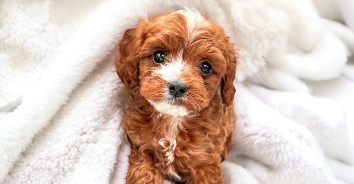 19 Stunning Mixed Breed Dogs You’ll Fall In Love With at First Sight