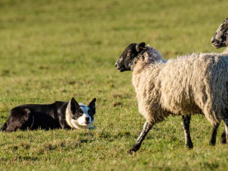 13 Dog Breeds with the Strongest Natural Instincts