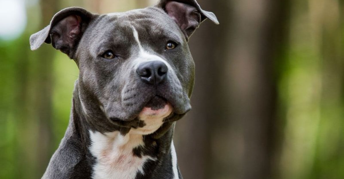 5 Pit Bull Breeds That Tower Over the Rest