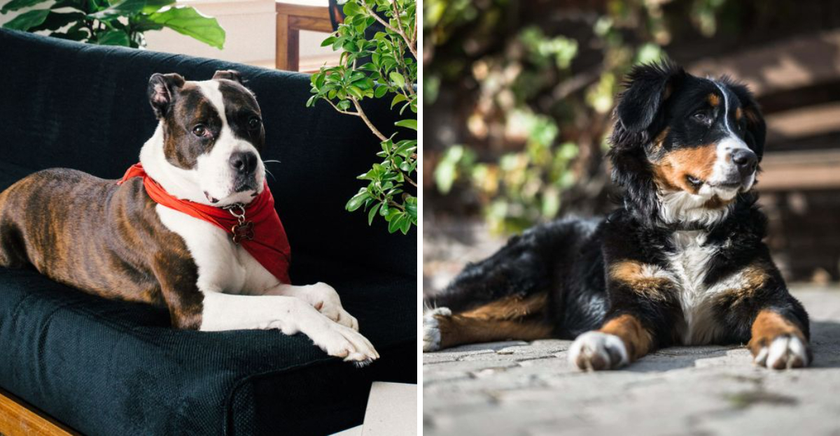 9 Dog Breeds That Cause the Most Problems (And 9 That Rarely Do)