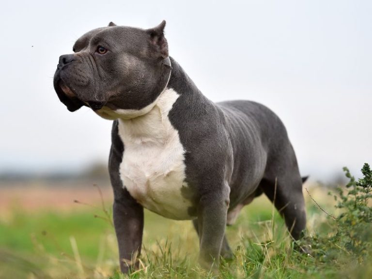 5 Pit Bull Breeds That Tower Over the Rest