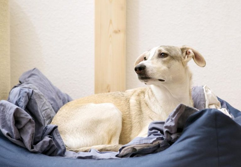 11 Things Rehomed Dogs Do That Might Surprise You