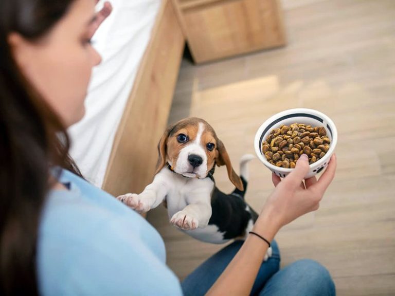 8 Surprising Traits of People Who Talk to Their Dogs Like They're Human