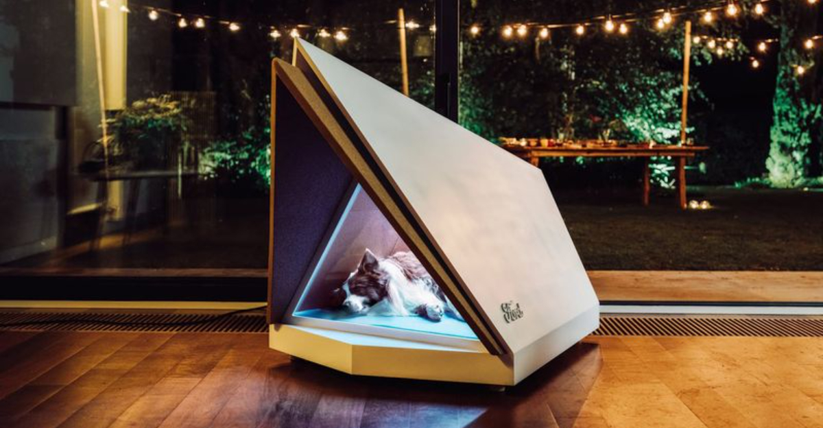 Experts Reveal 14 Genius Ways to Calm Your Dog During a Storm