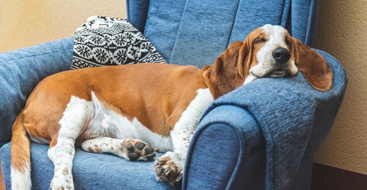 From Chill to Chaotic: How 10 Popular Dog Breeds React to Life's Curveballs