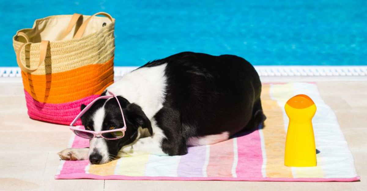 Protect Your Dog From Sunburn This Summer With These 15 Genius Hacks
