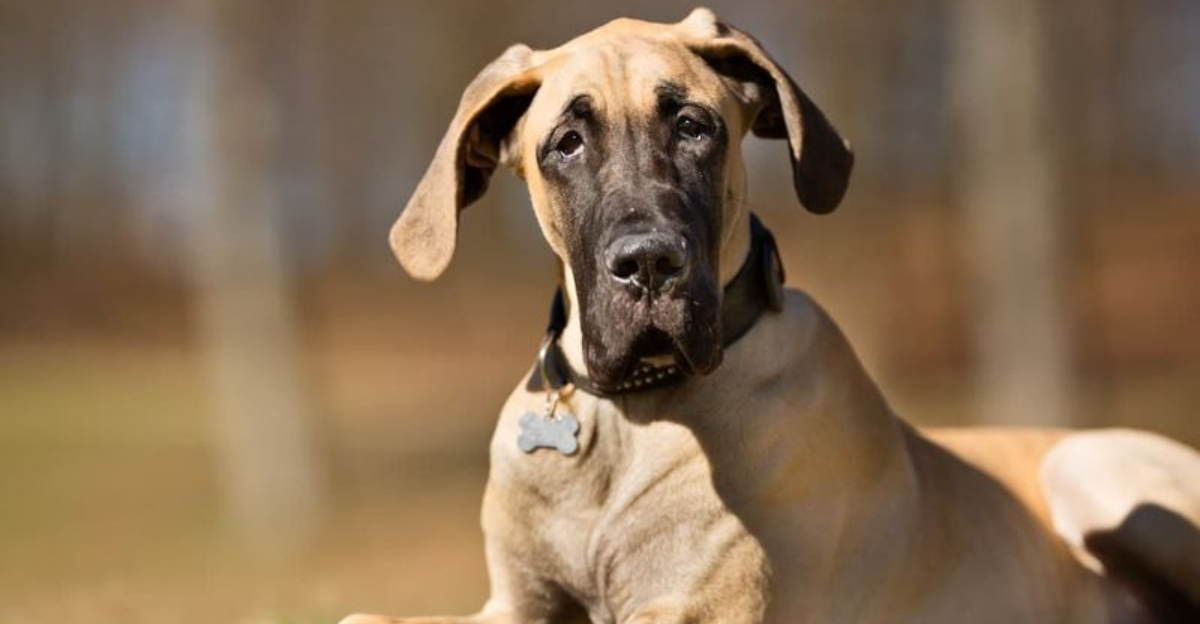 The 15 Heaviest Dog Breeds in the World – These Giants Are Bigger Than ...