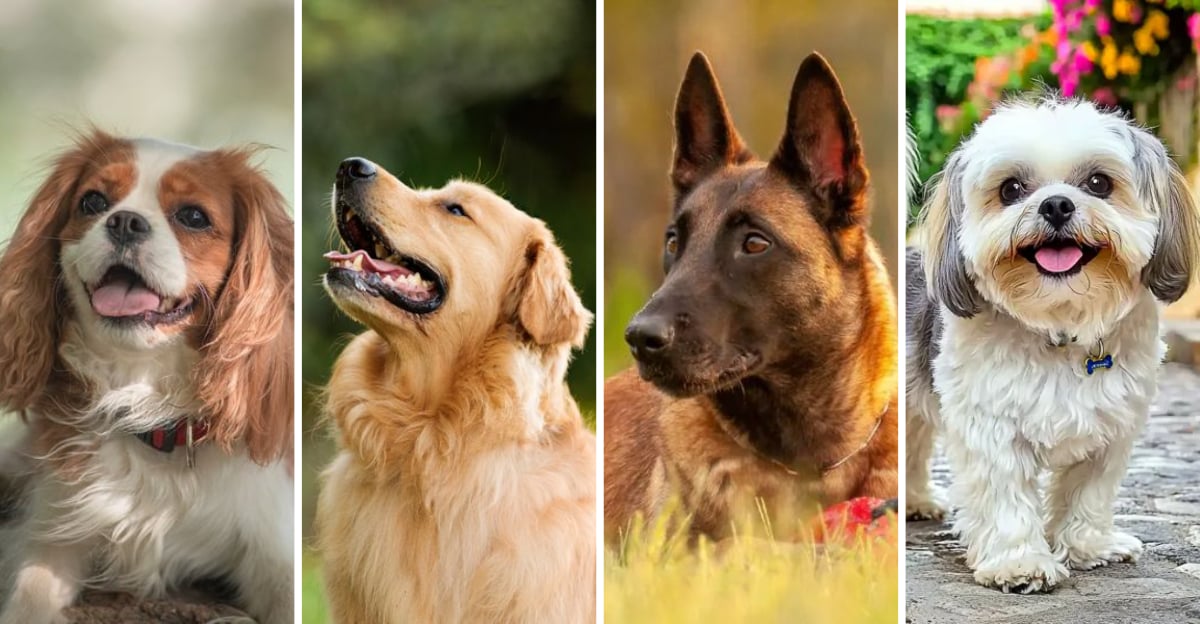 The Best Dog for You, According to Your Personality Type