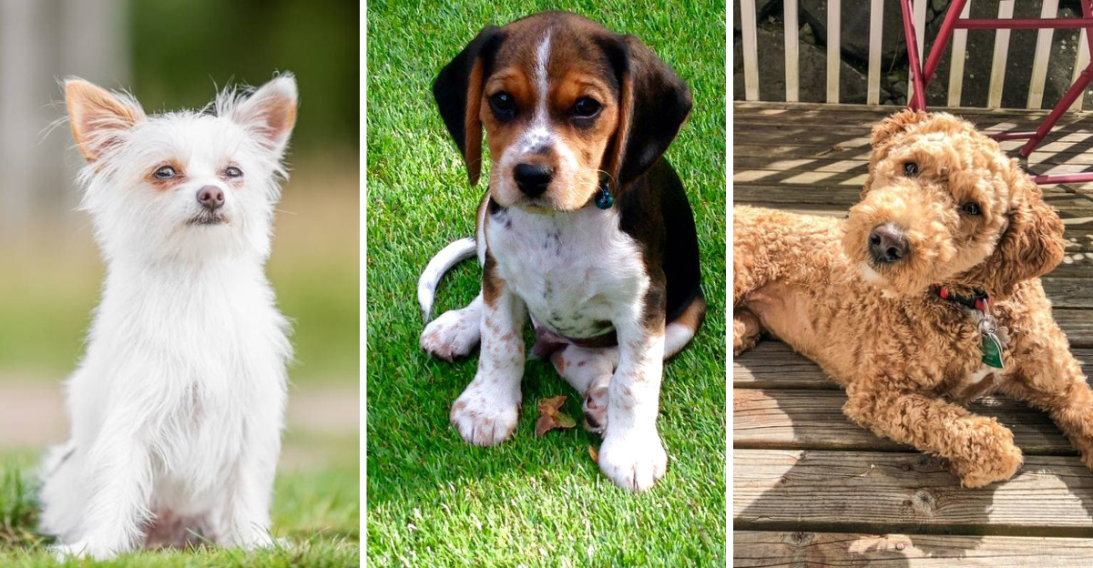 These 11 Mixed-Breed Dogs Might Steal Your Heart