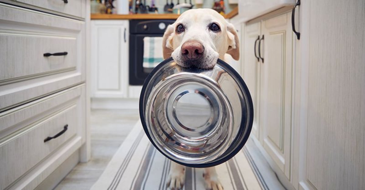 Why Is My Puppy Always Hungry? 10 Vet-Approved Reasons You Shouldn't Ignore